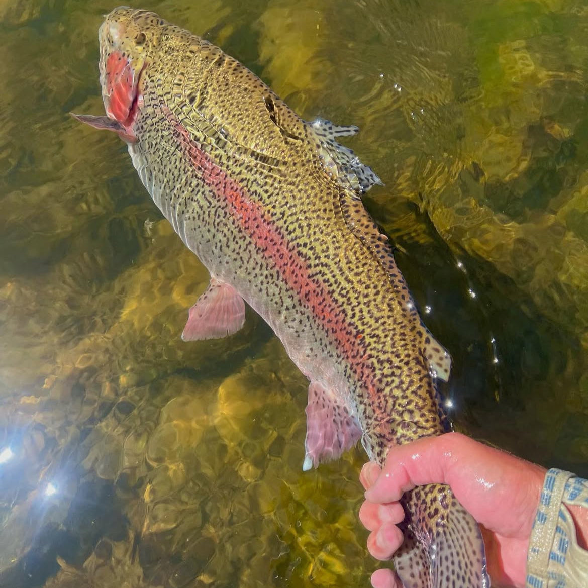 Magic Fish Water Limited Scents and more!!!